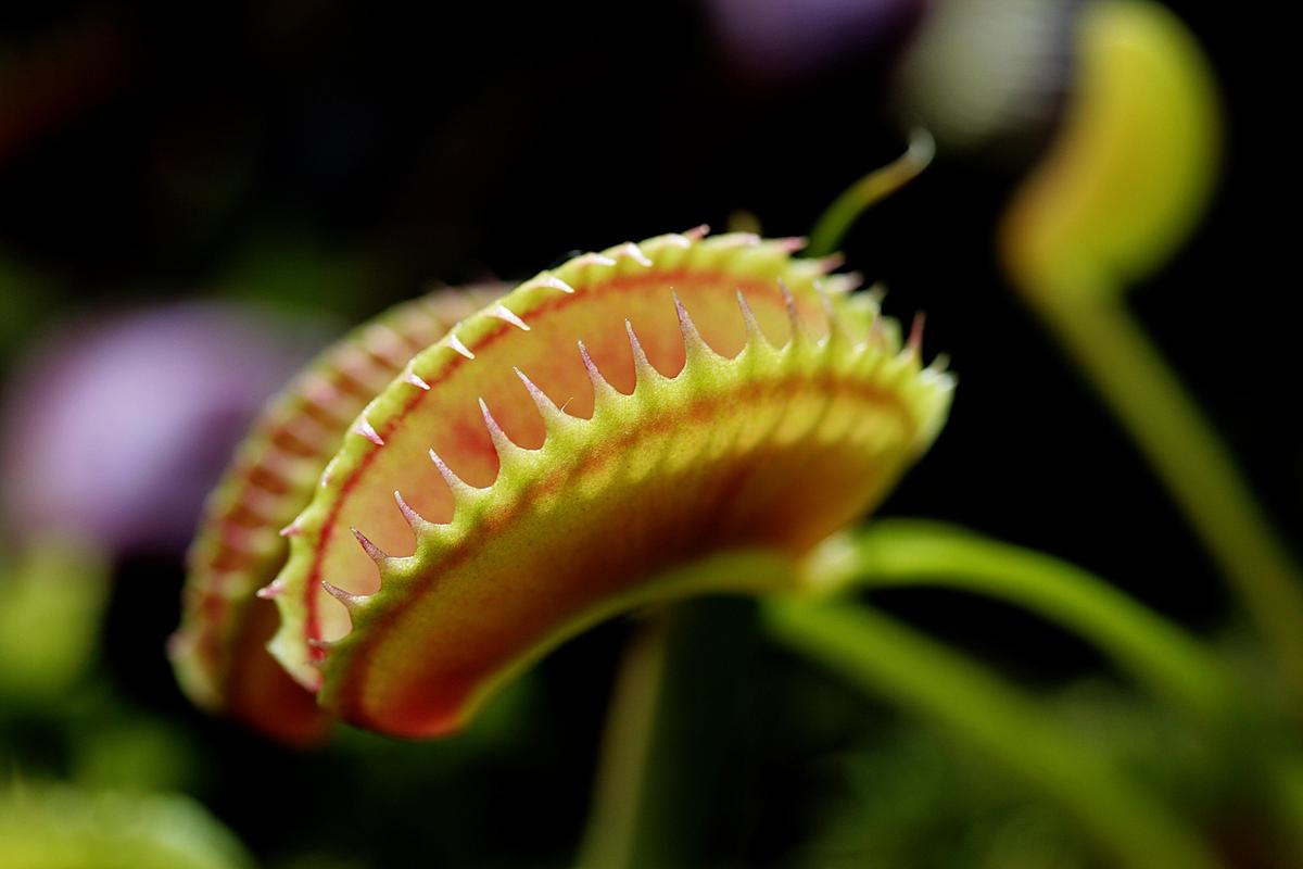 Venus Fly Trap Live Wallpaper APK Download - Free Personalization APP for Android | APKPure.com