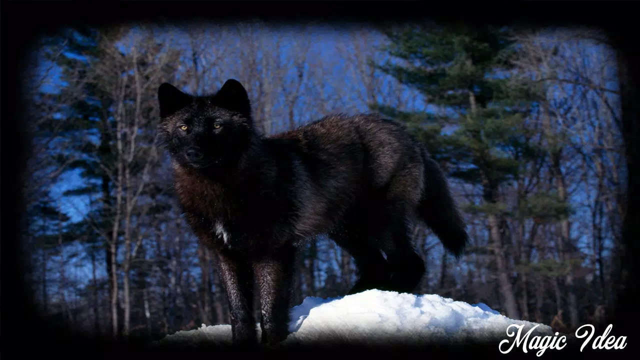 Black Wolf Pack Wallpaper