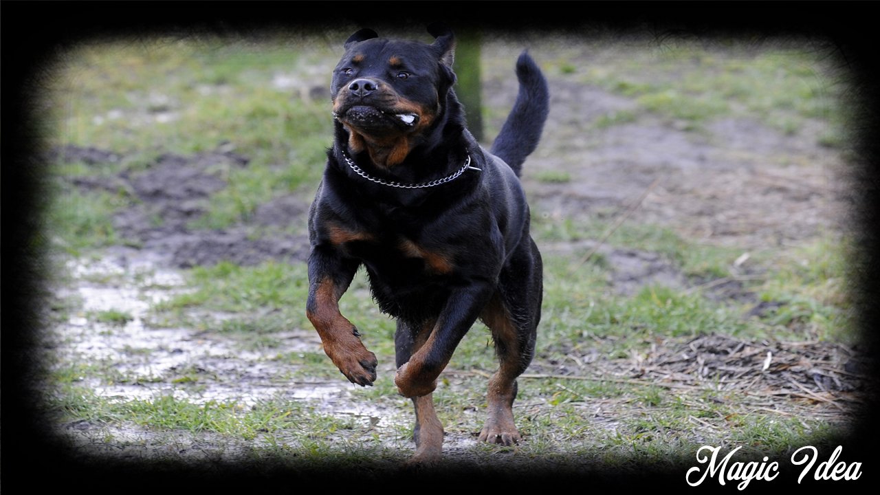 Rottweiler Pack 2 Wallpaper APK for Android Download
