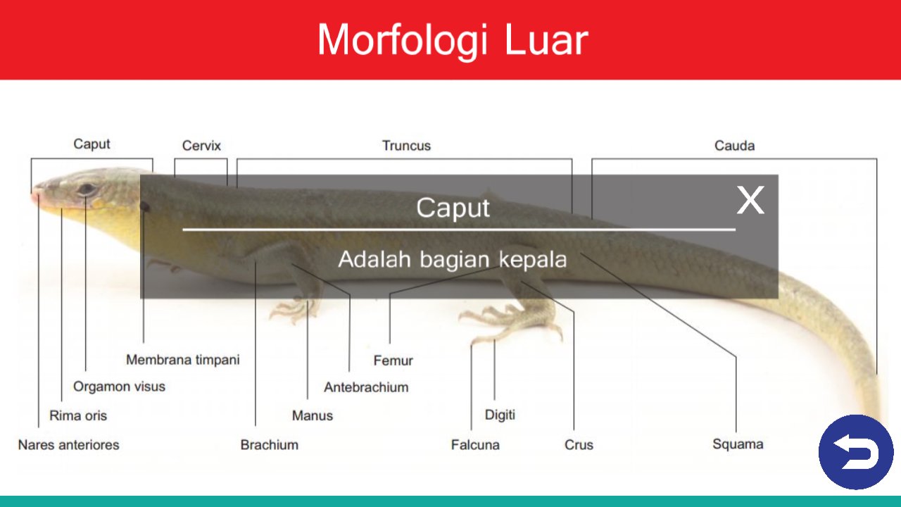 Anatomi Kadal APK untuk Unduhan Android