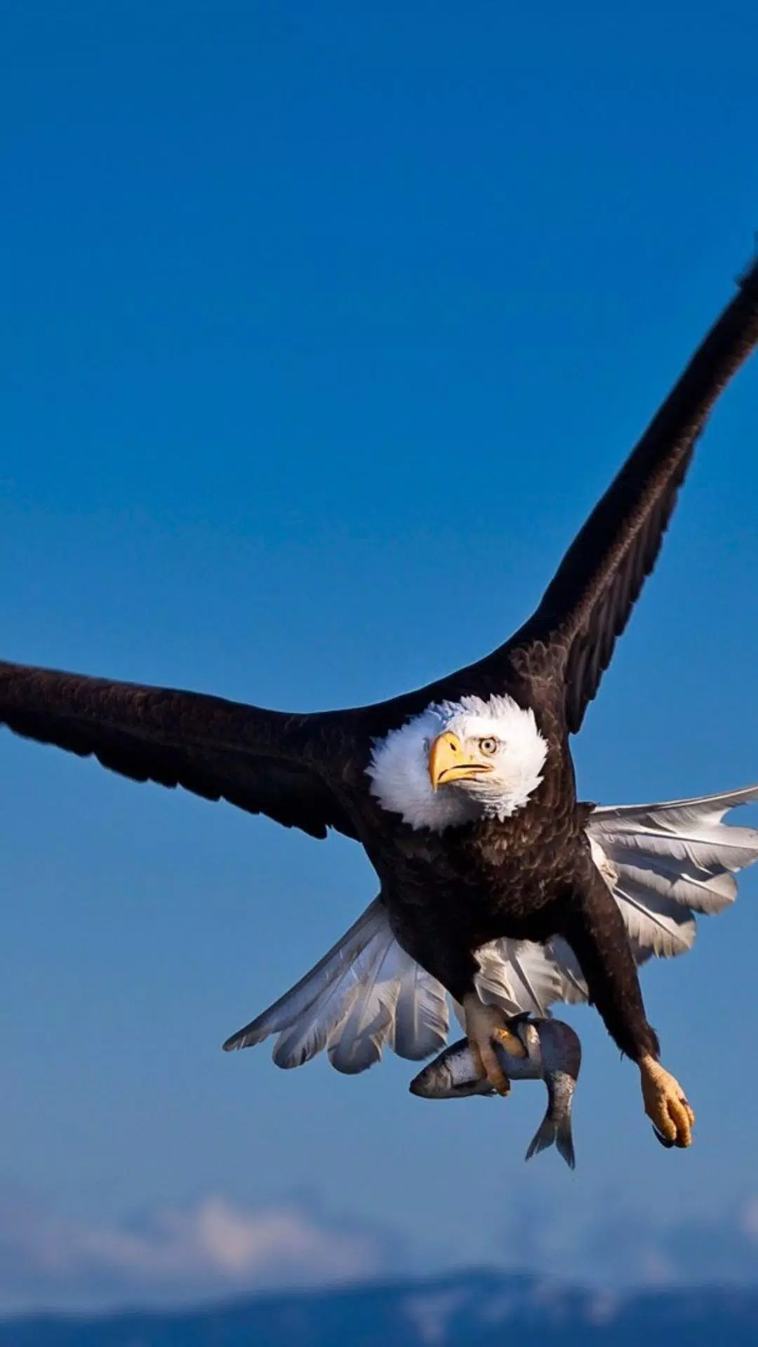 Flying Eagle Wallpaper