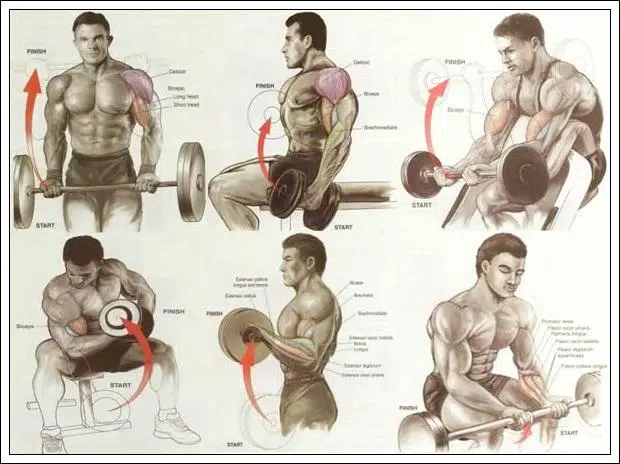 Arms Bodybuilding Exercises Chart