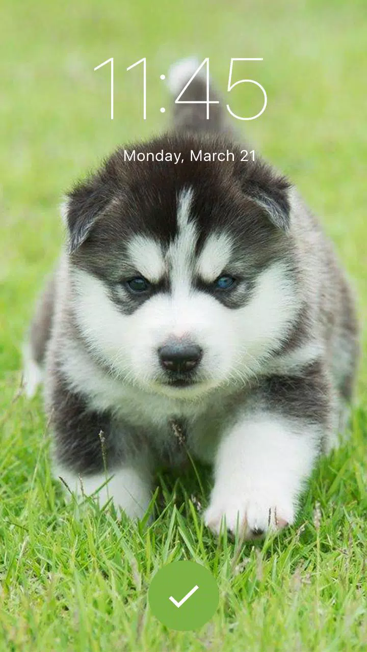 Husky Puppies Wallpaper With Blue Eyes