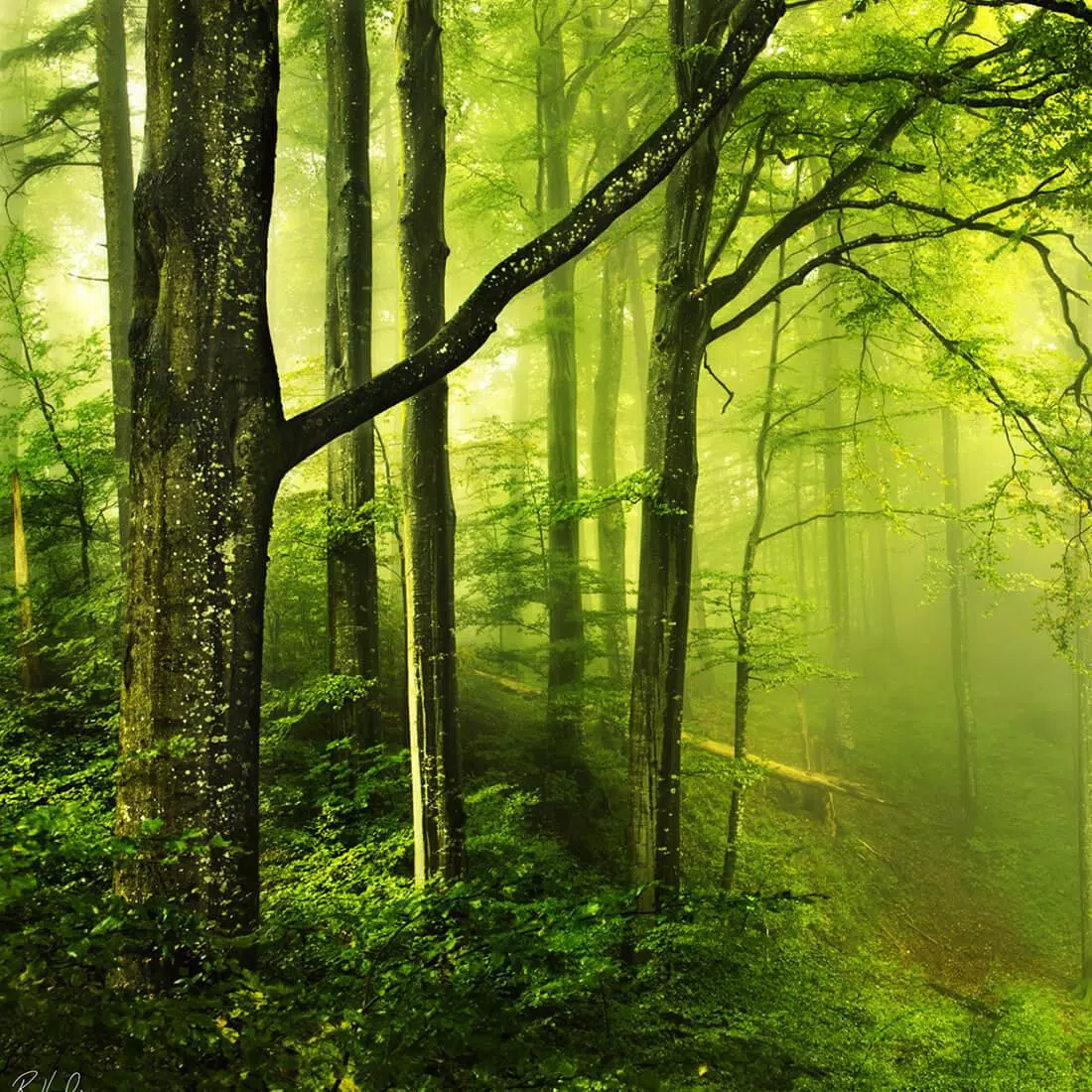 Forest Hd Live Wallpaper