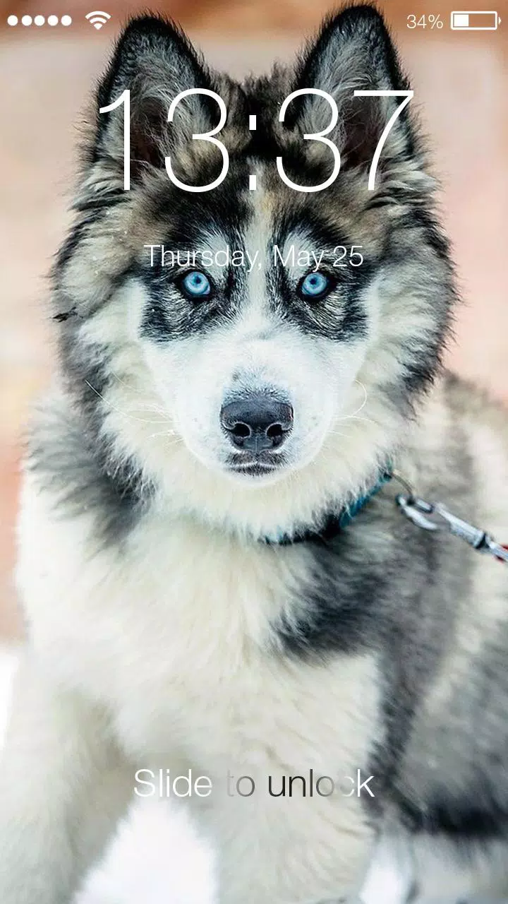 Adorable Husky Puppies Wallpaper