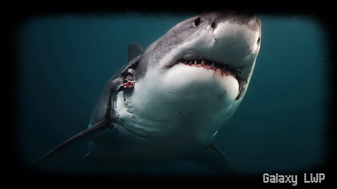 Megalodon Pack 3 Wallpaper APK for Android Download