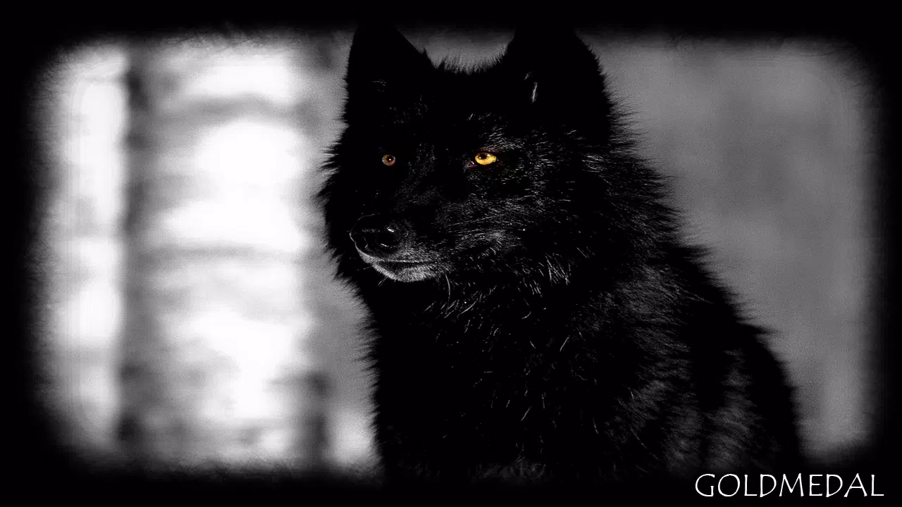 Black Alpha Wolf Wallpaper