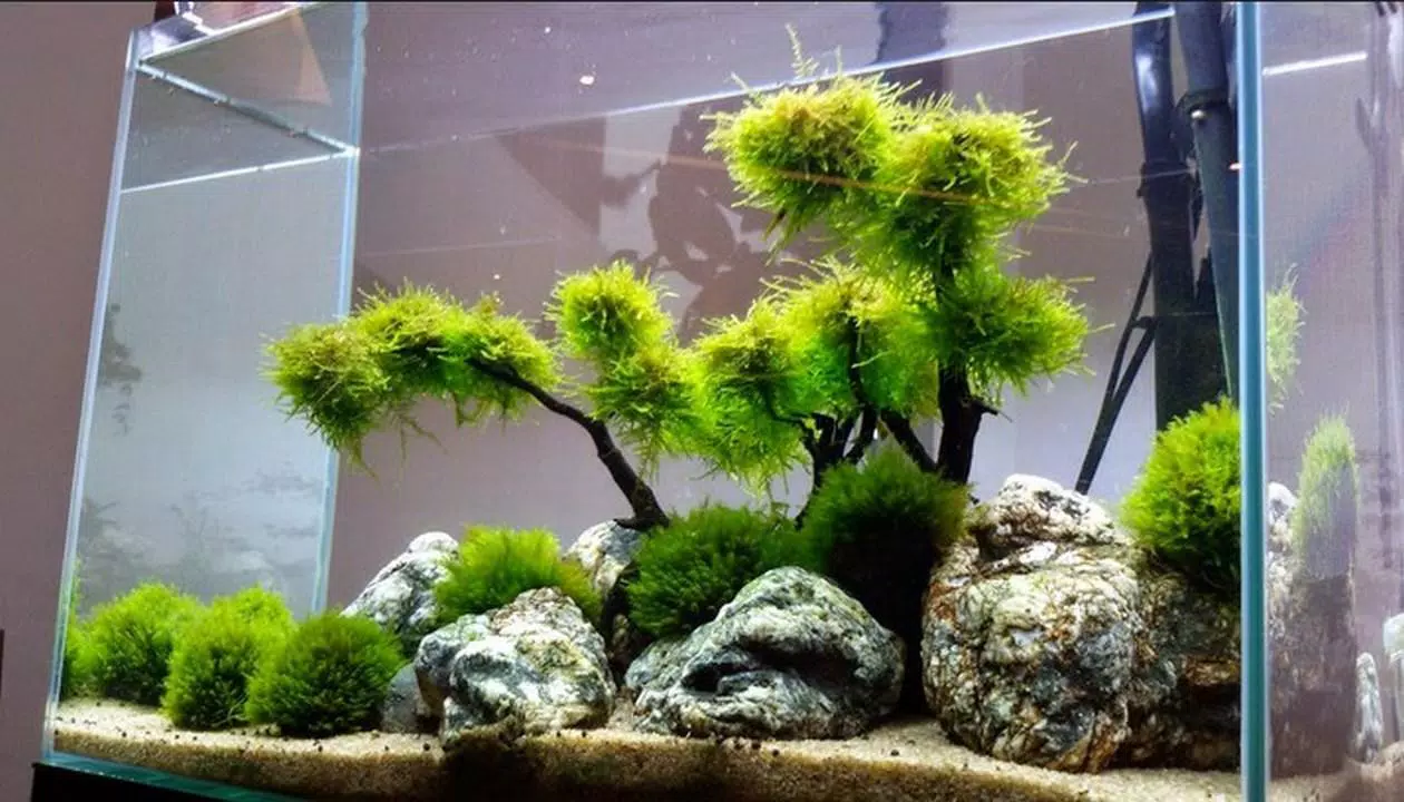 Marimo Aquascape