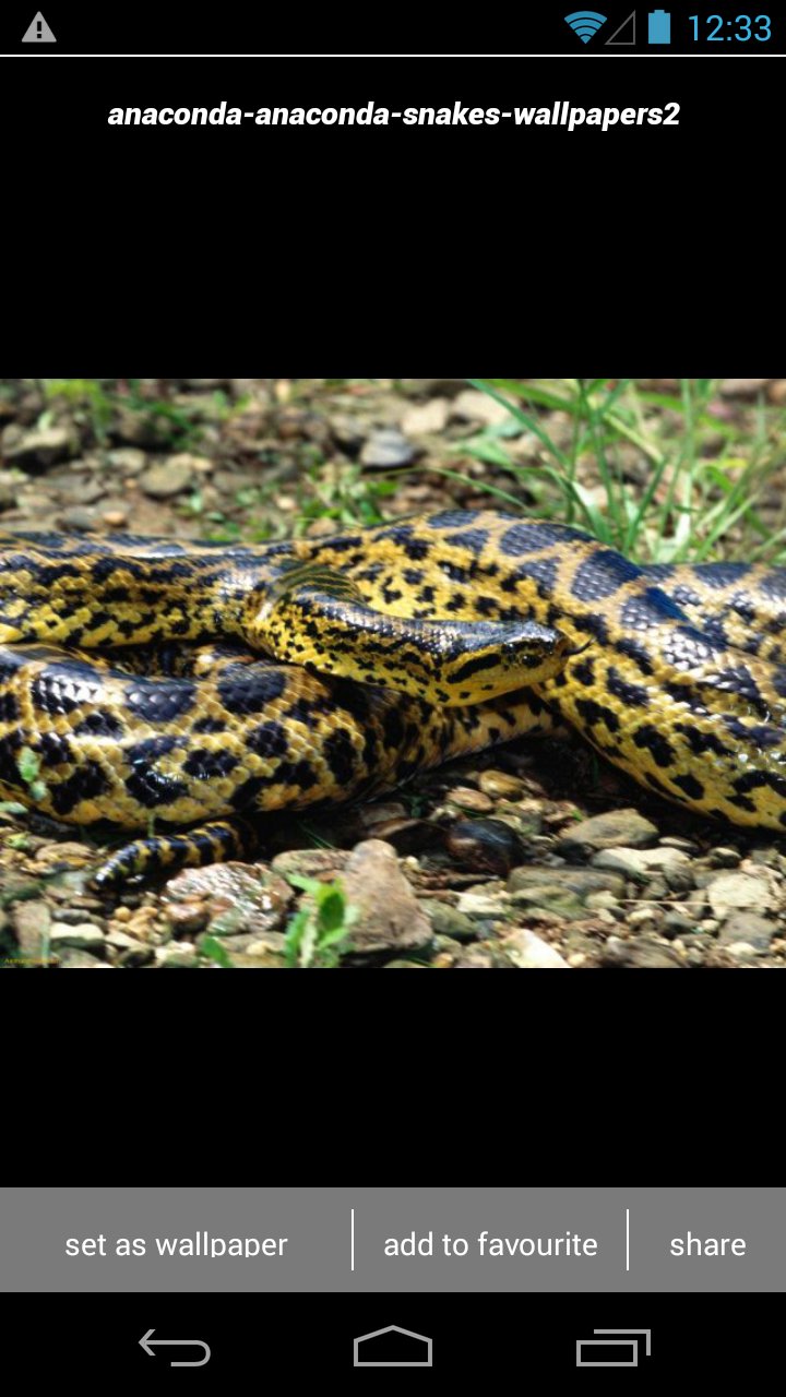 Anaconda Snake Wallpapers HD APK for Android Download