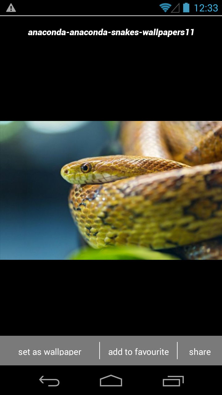 Anaconda Snake Wallpapers HD APK for Android Download