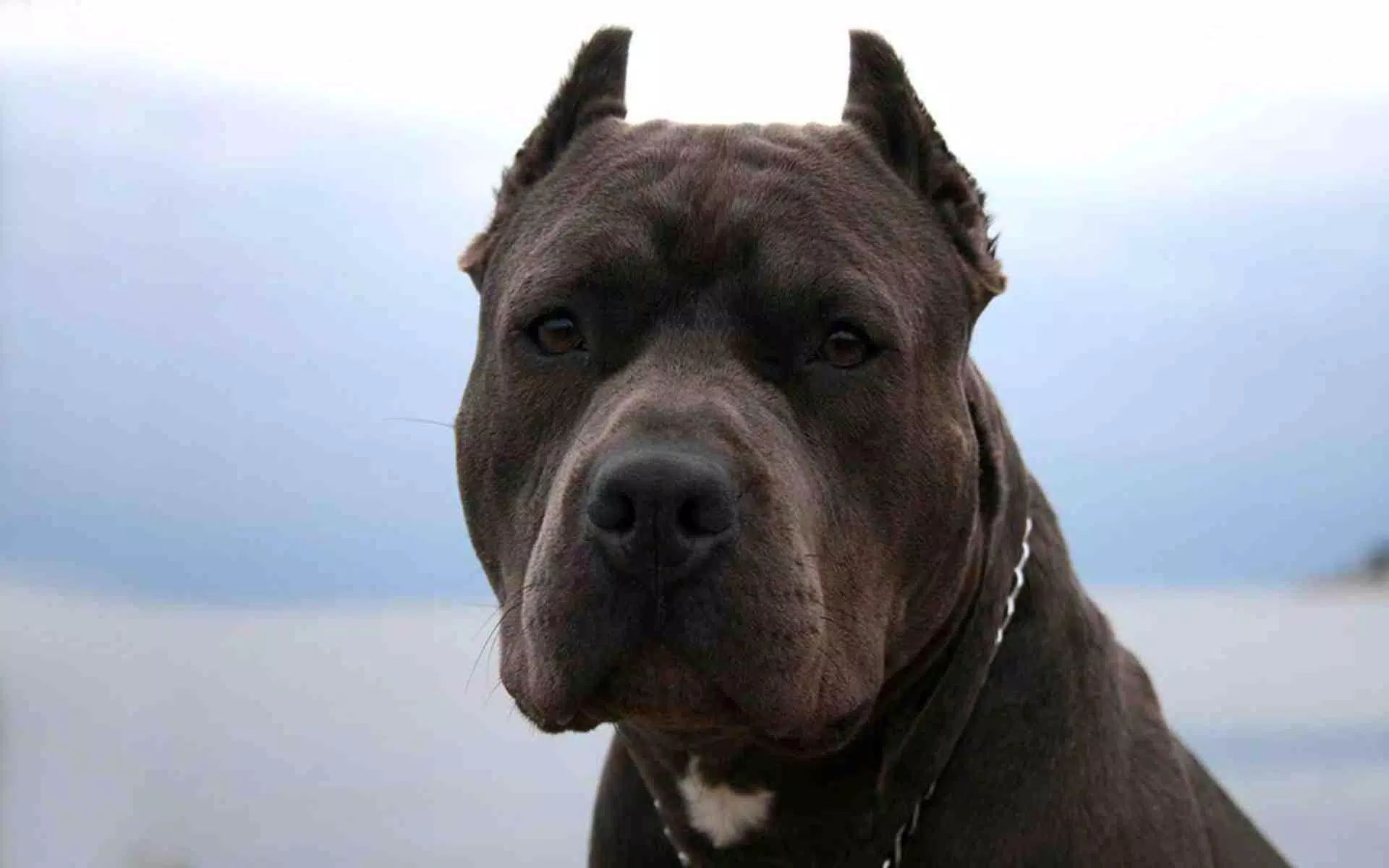 Red Nose Pitbull Dogs Wallpaper