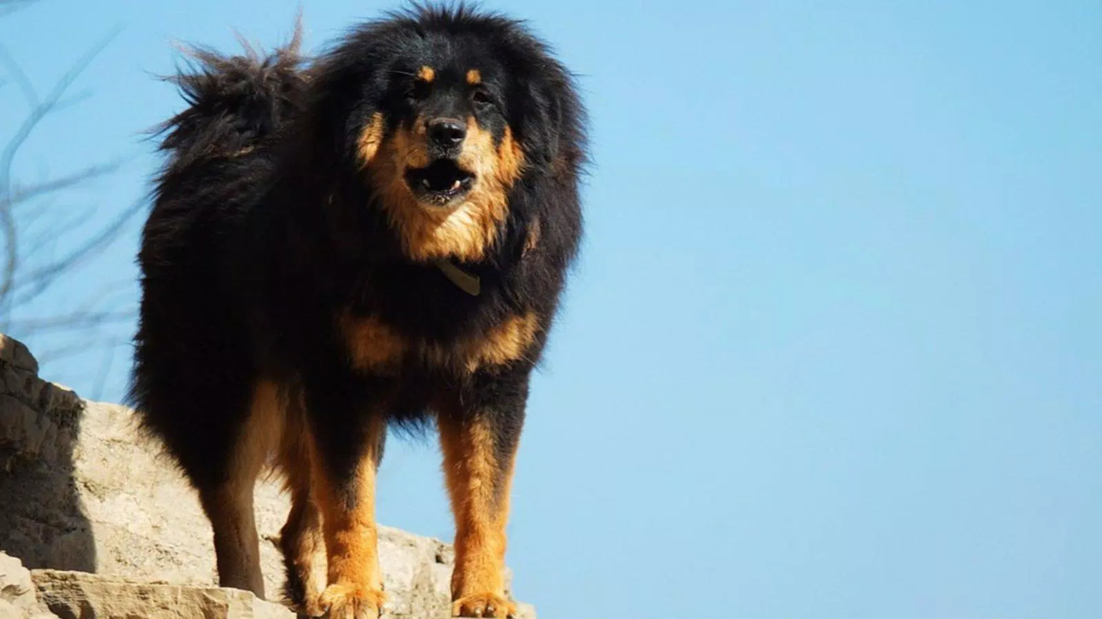 Blue Fire Tibetan Mastiff