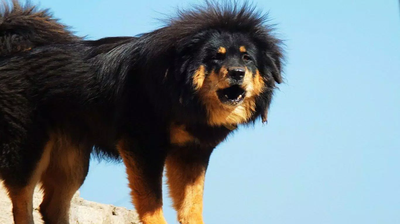 Blue Fire Tibetan Mastiff