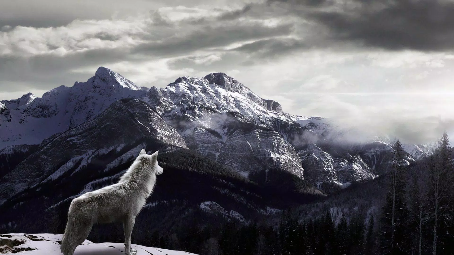 Wolf Pack Wallpaper Hd