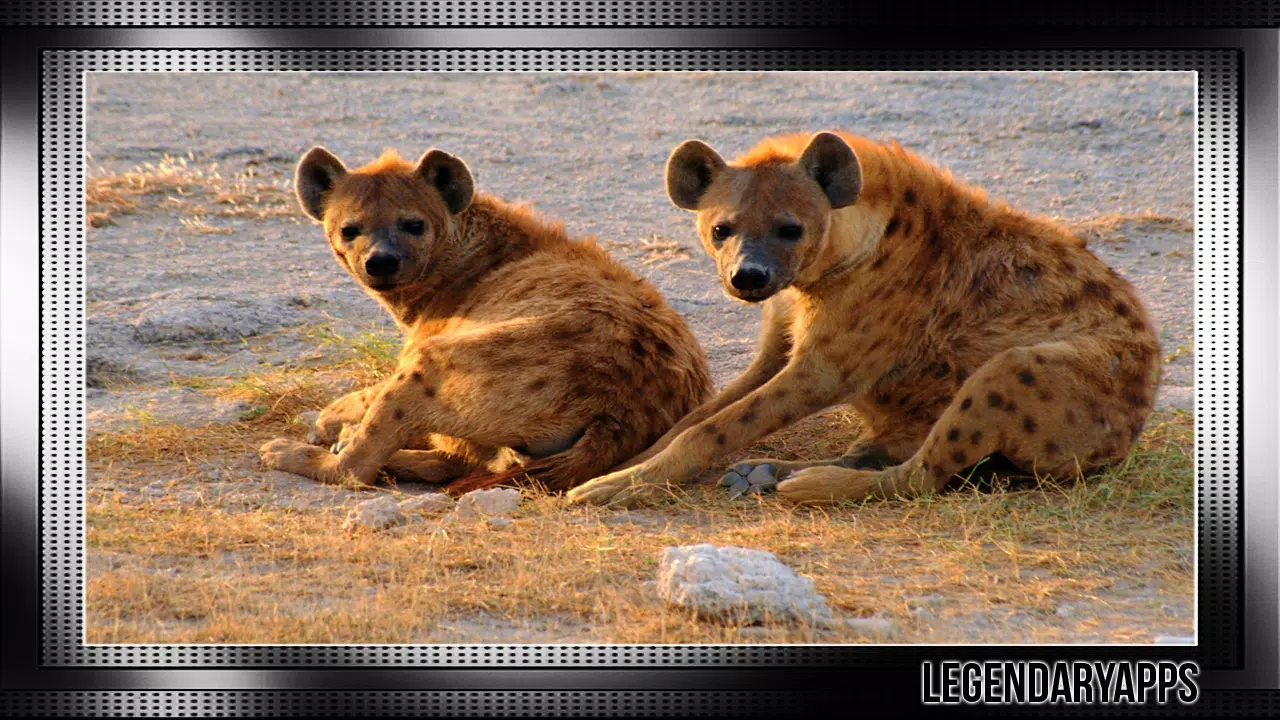Hyena Animal Wallpaper