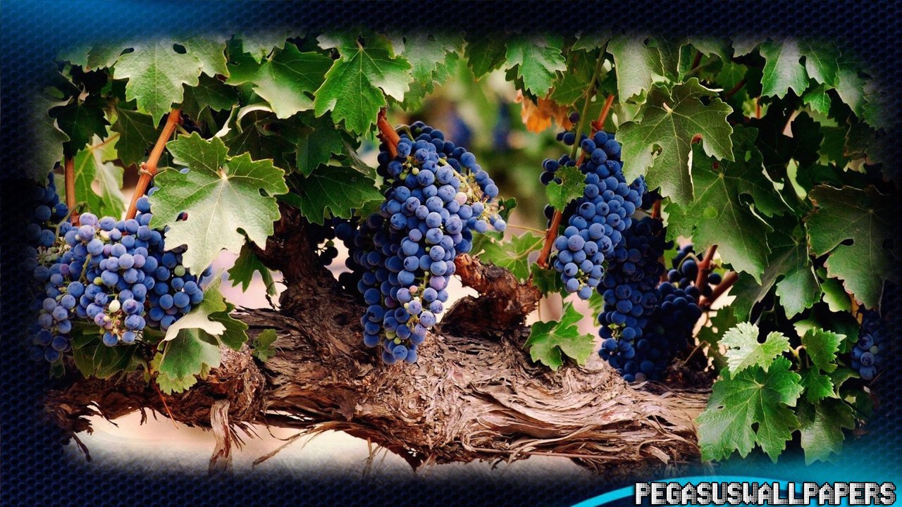 Download Grape Pack 3 Wallpaper Latest Version 1.5 Android APK File