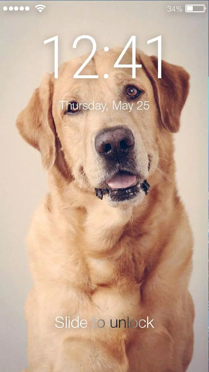 Labrador Retriever Wallpaper
