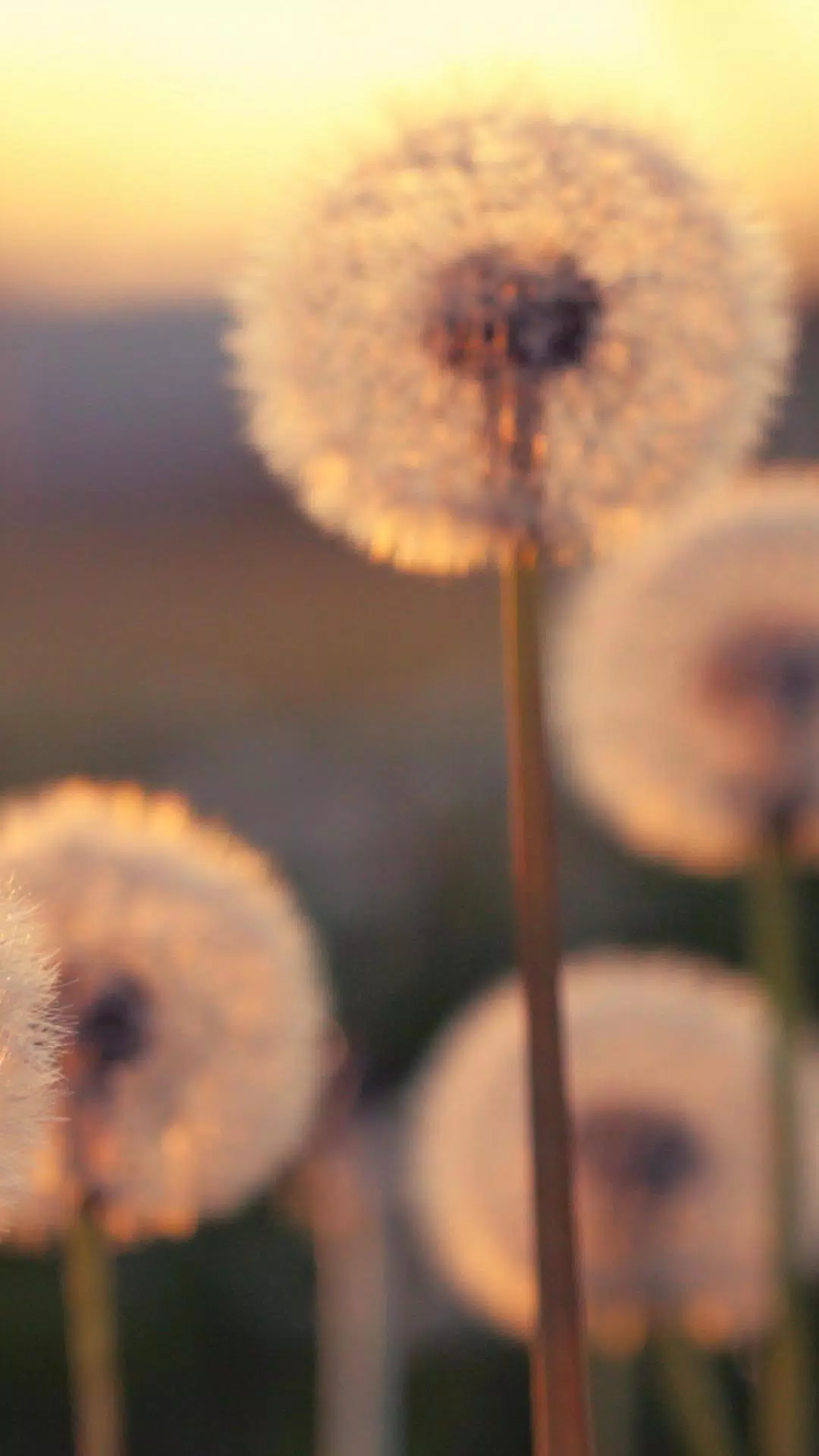 Cute Dandelion Wallpaper