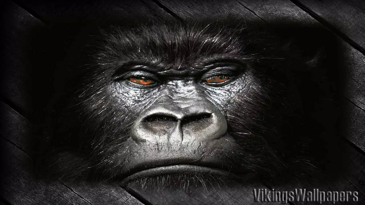 Silverback Gorilla Wallpaper Hd