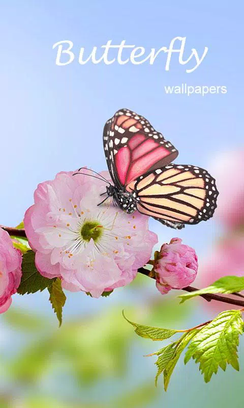 Cute Butterfly Wallpapers