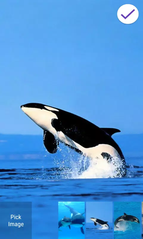 Orca Wallpaper For Iphone