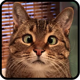 GIFORN - funny pictures APK for Android Download