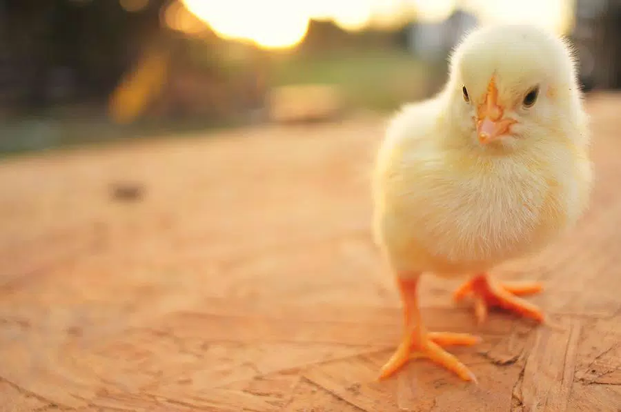 Cute Baby Chicken Wallpaper