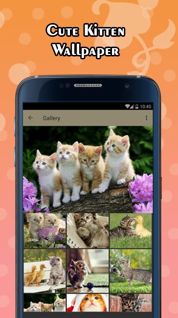 Cute Kitten Wallpaper APK for Android Download
