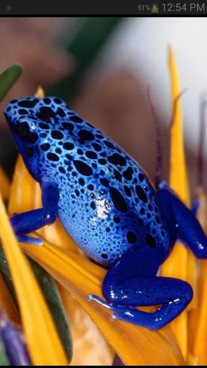 Blue Poison Dart Frog Wallpaper