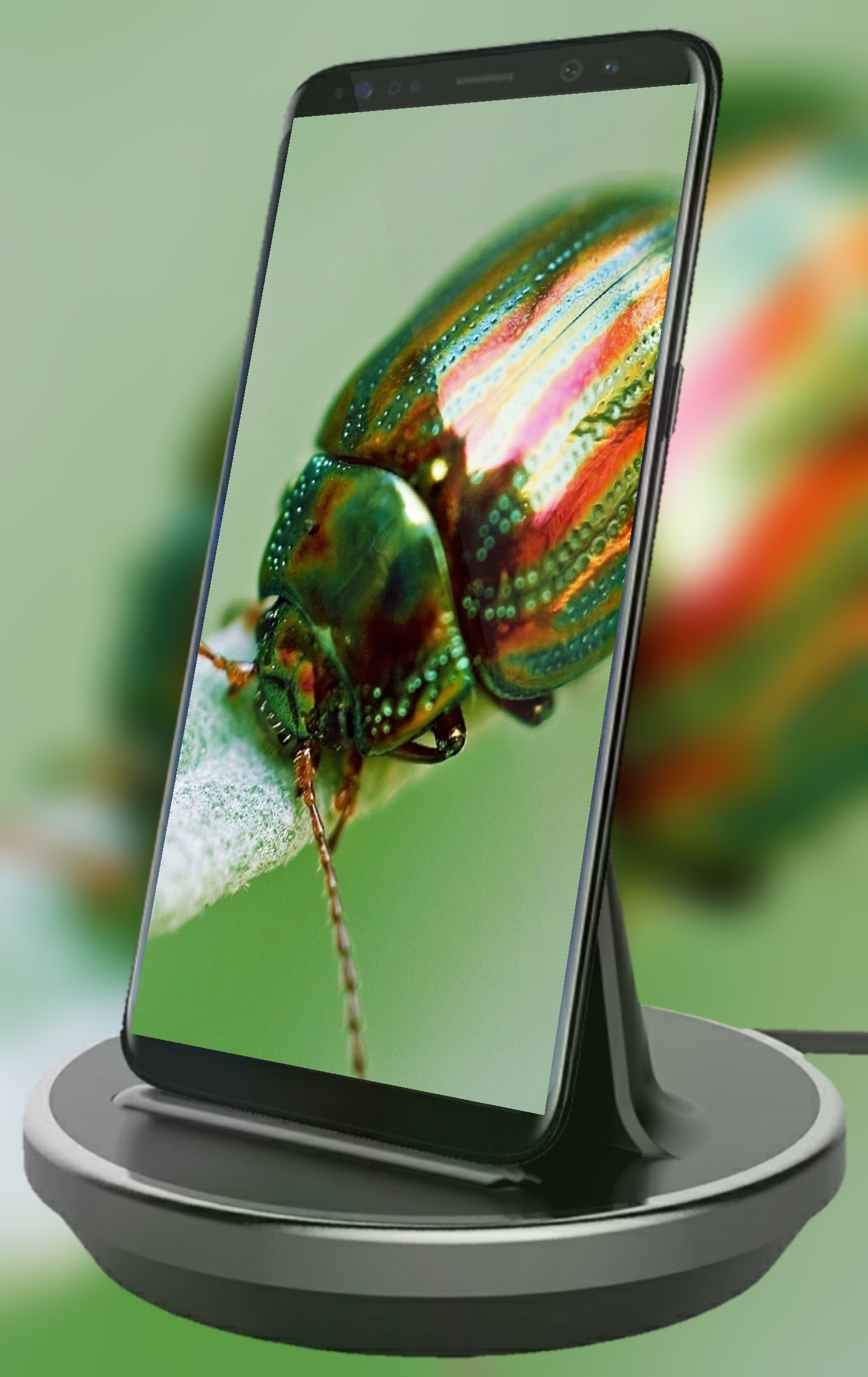 Bugs Wallpaper APK for Android Download