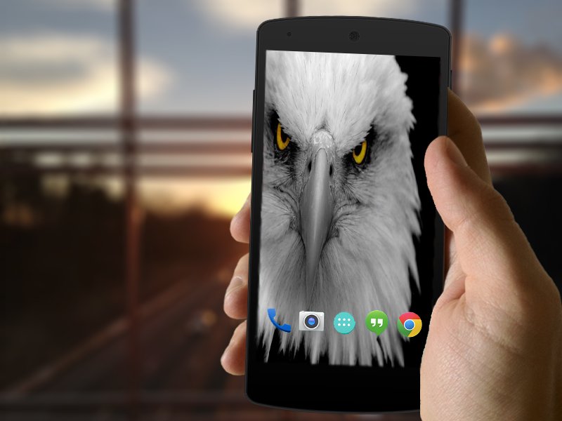 Download Eagle Wallpapers HD Latest Version 1.1 Android APK File