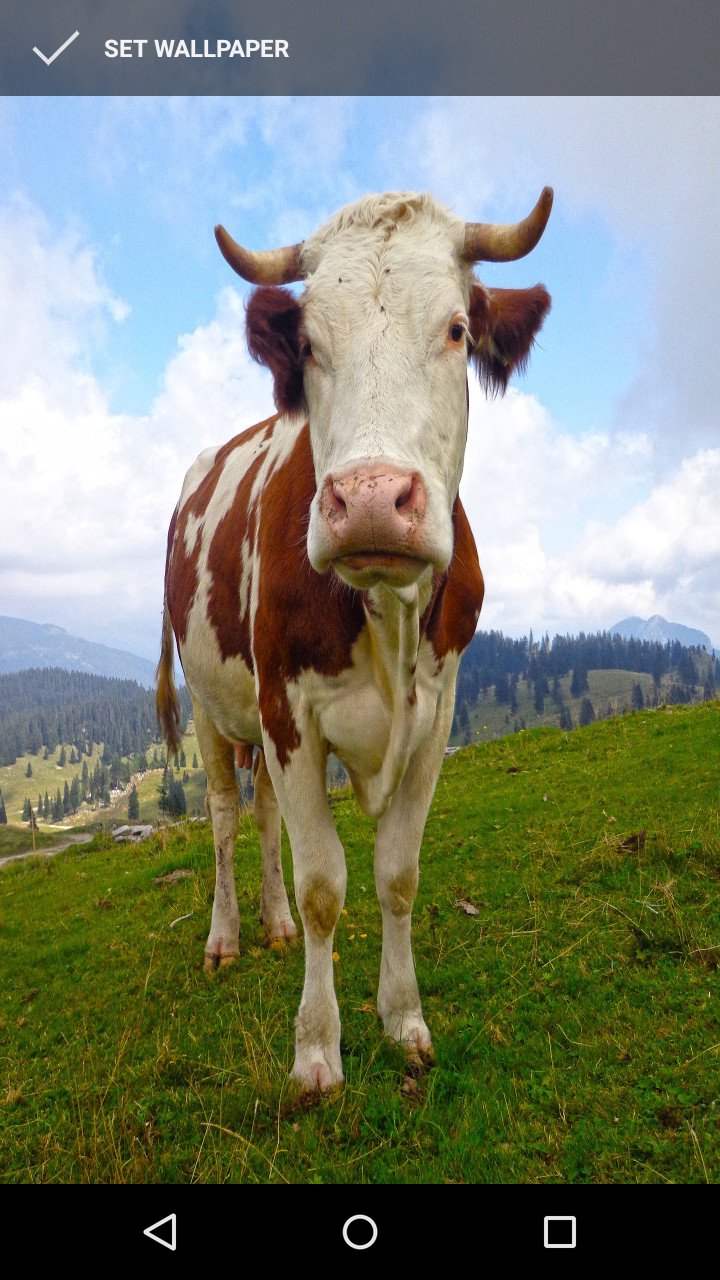 Descargar Moo Cow Wallpapers APK Última Versión 1.0 para Android