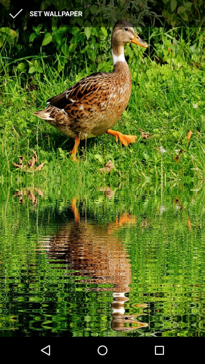 Duck Wallpapers APK for Android Download