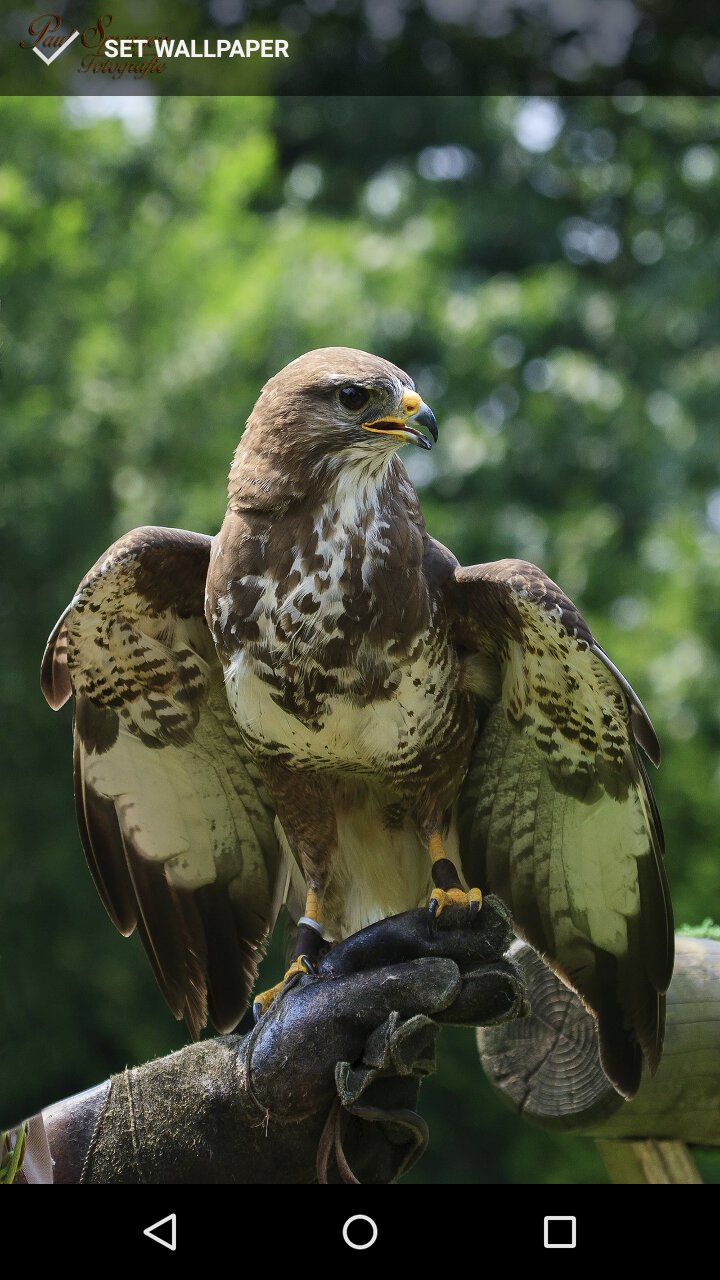 Swift Hawk Wallpapers APK für Android herunterladen