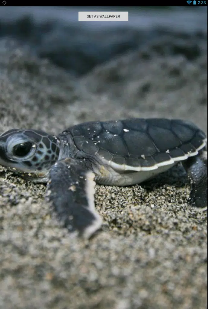Cute Baby Sea Turtle Wallpaper