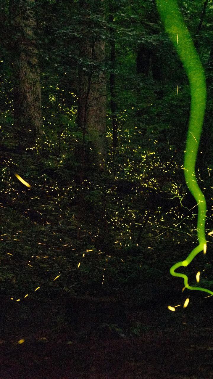 FIreFlies Lock Screen APK für Android herunterladen