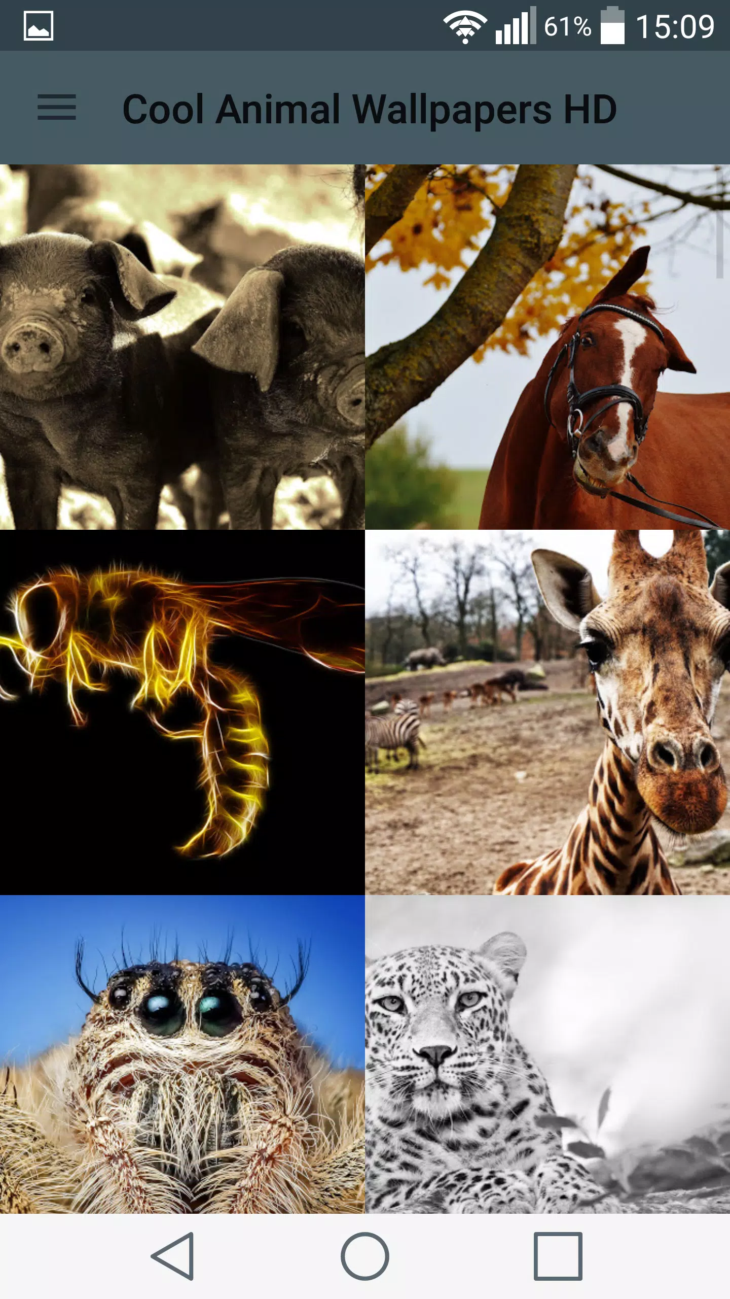 Really Cool Animal Backgrounds