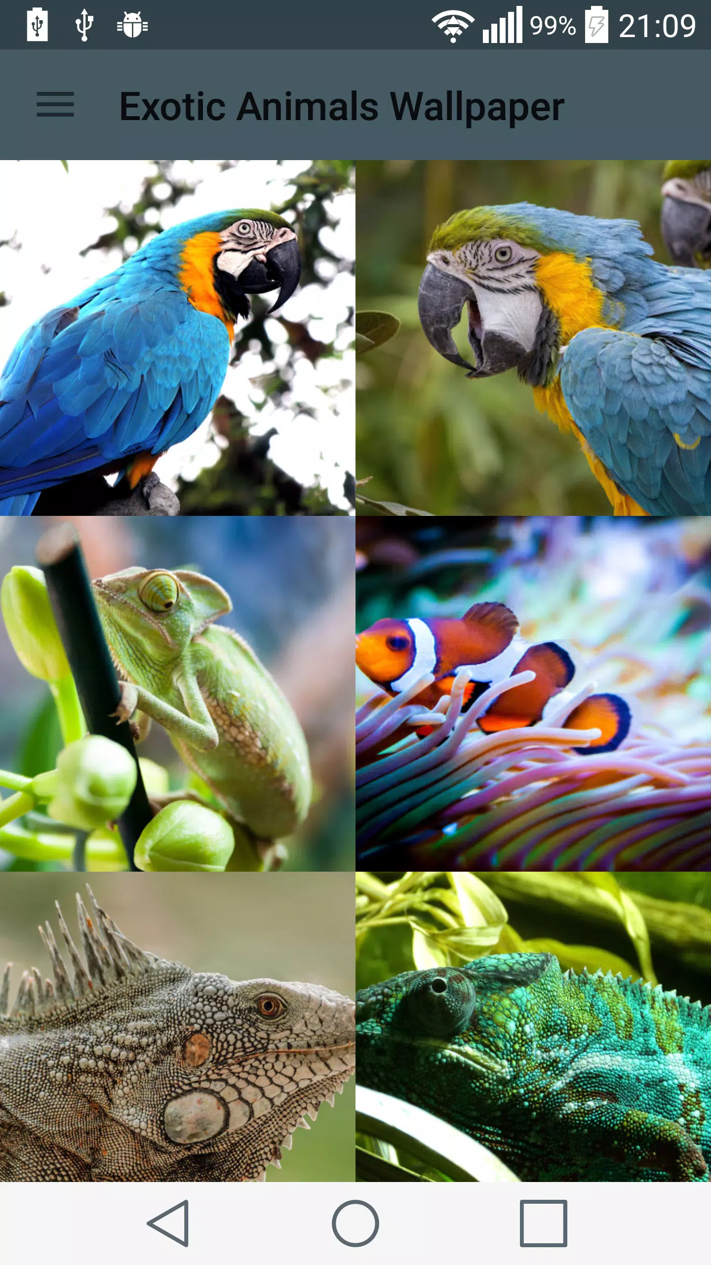 Exotic Animals Wallpaper