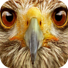 Animals Sound Box PRO APK for Android Download