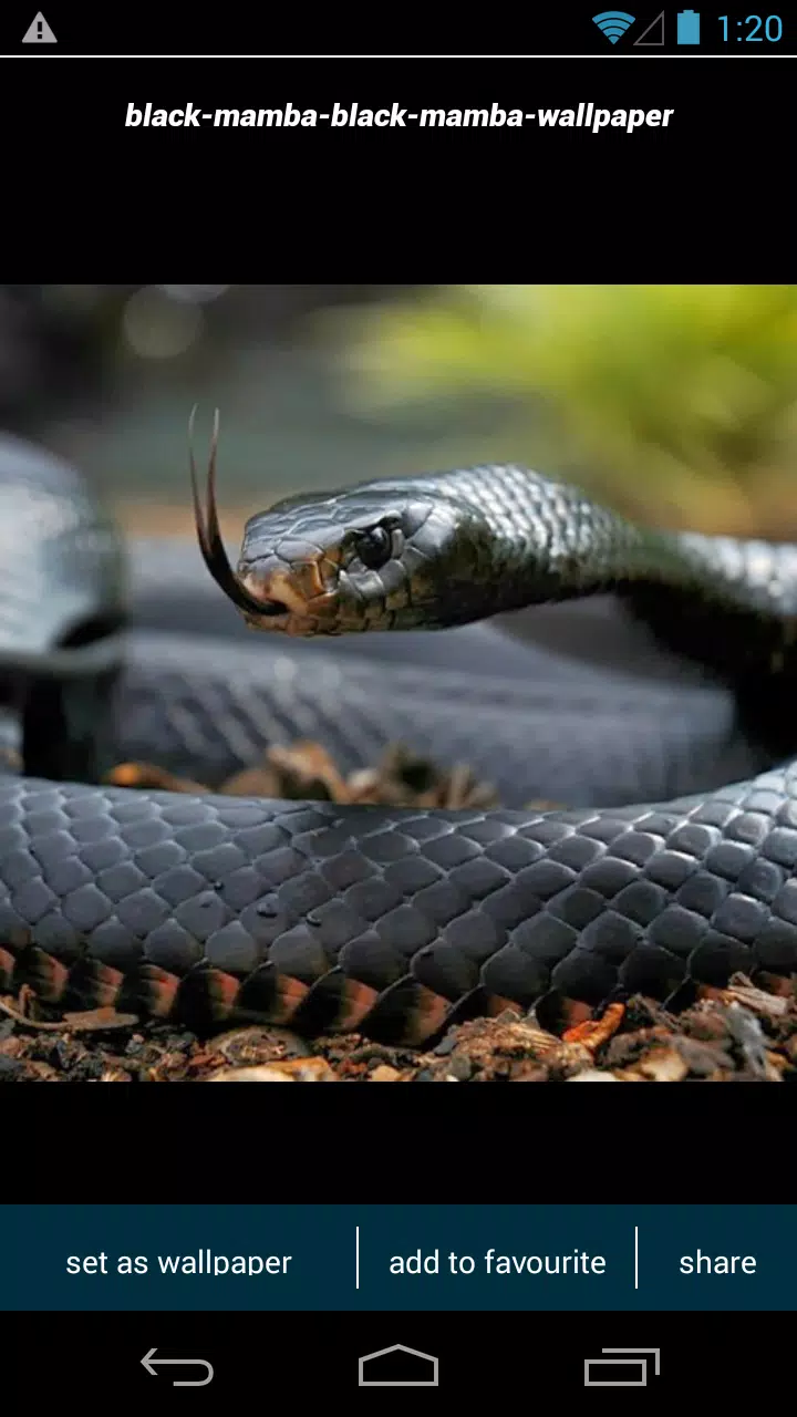 Black Mamba Snake Wallpaper