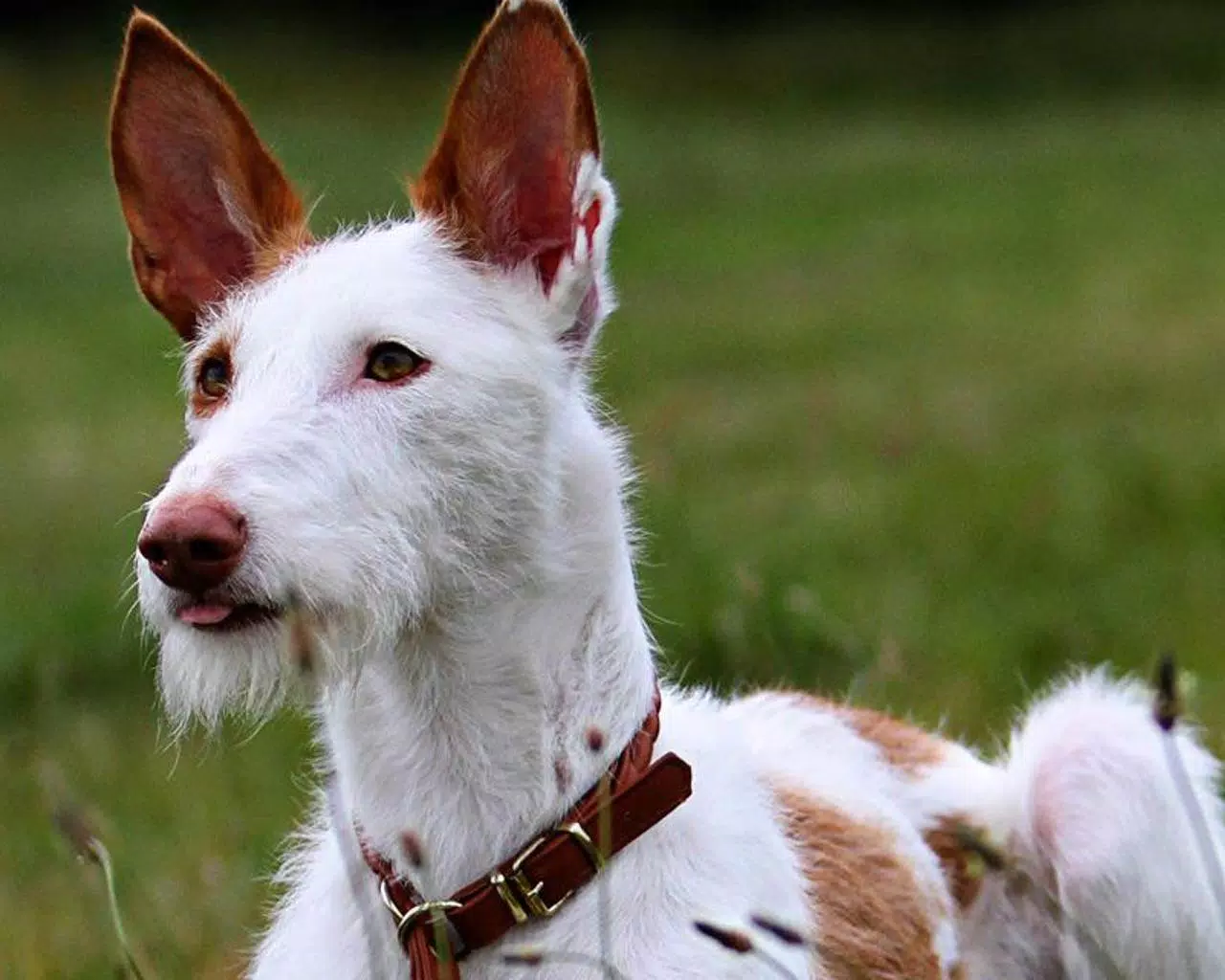 Wirehaired Ibizan Hound