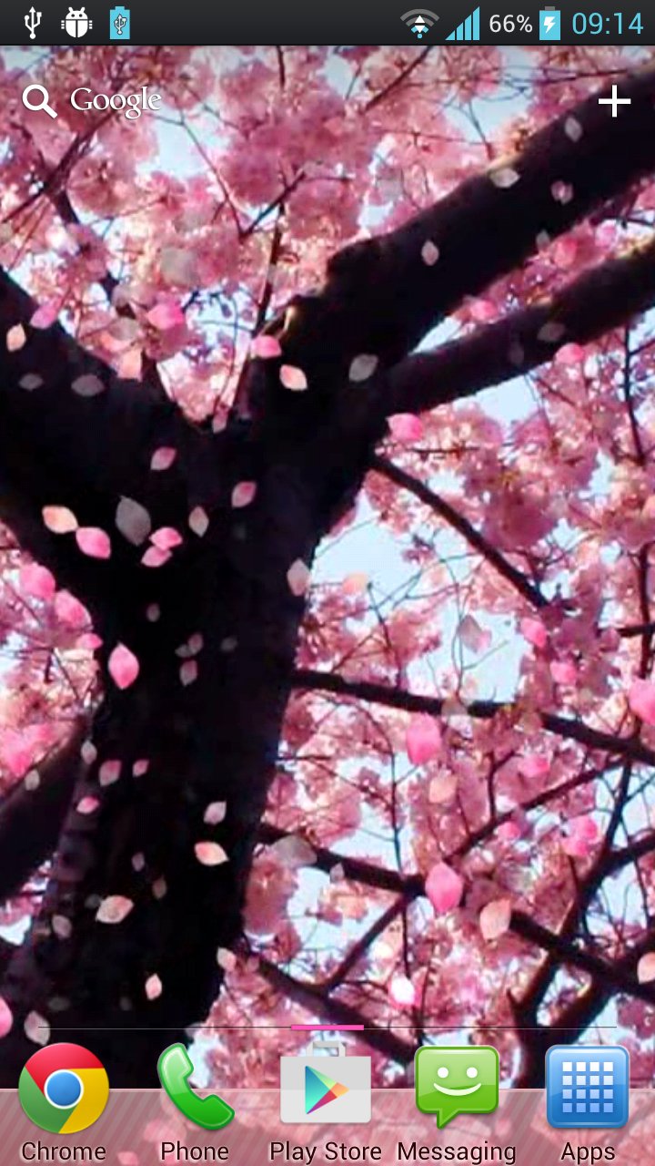 Sakura video Live Wallpaper APK für Android herunterladen
