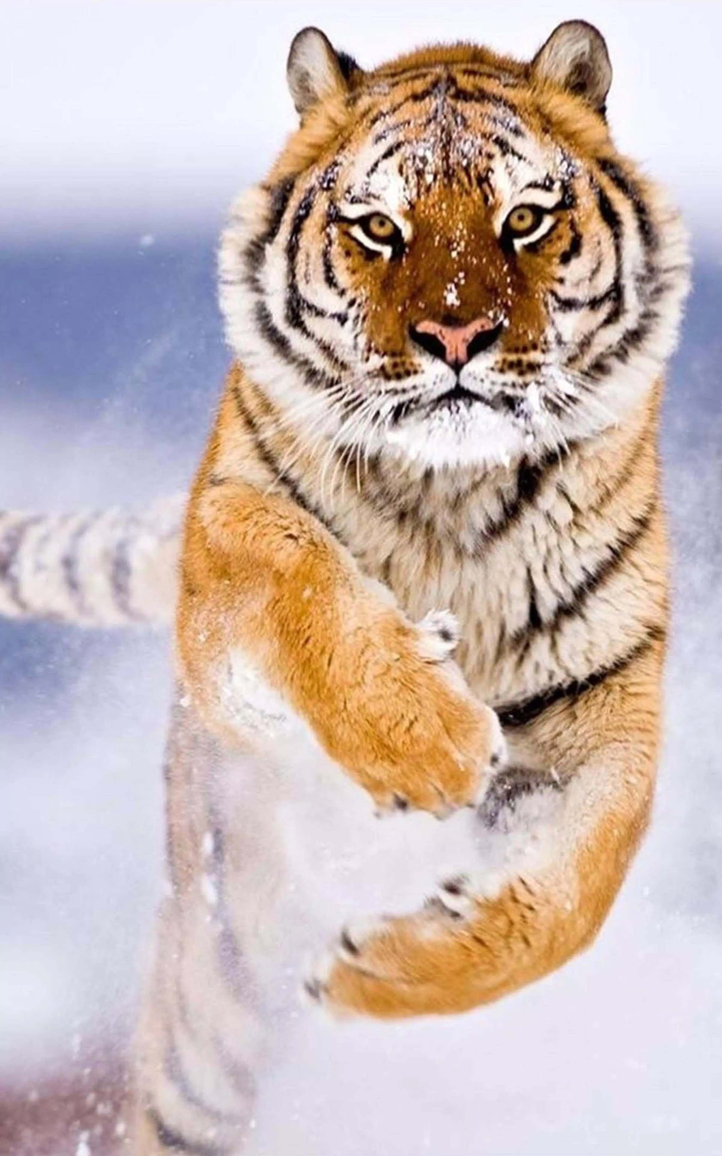 Awesome Tiger Wallpapers