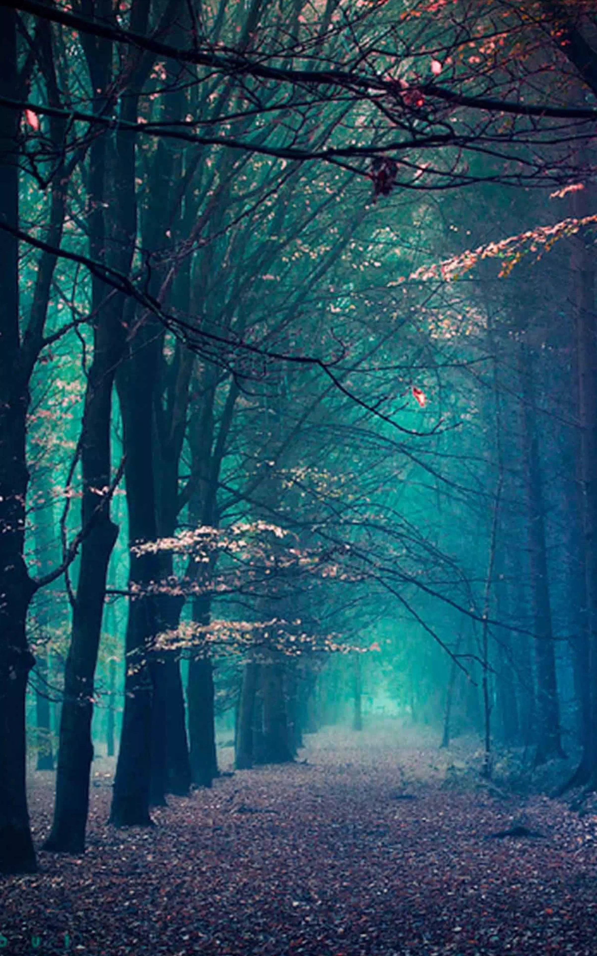 Cool Forest Pictures