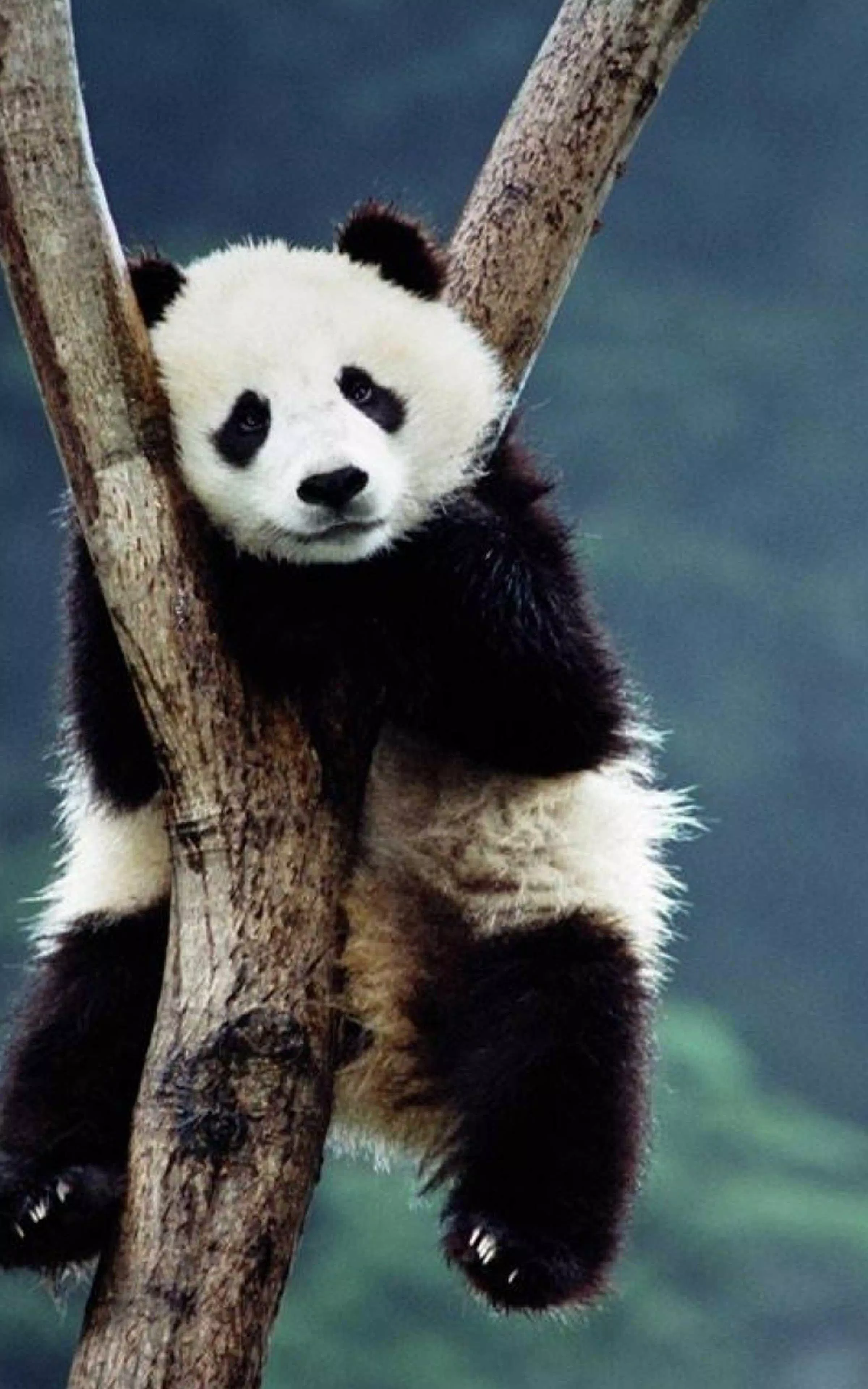 Panda Wallpaper Android