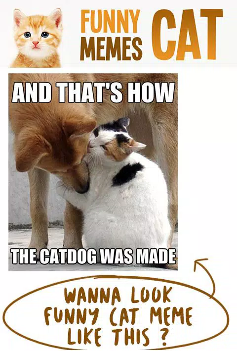 Funny Kittens Memes