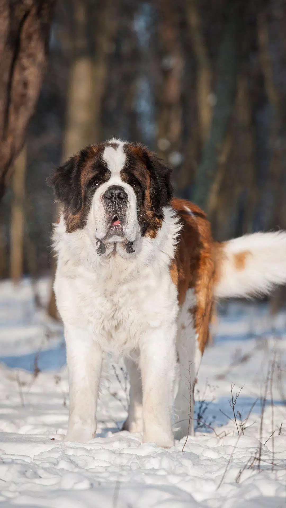 St Bernard Wallpaper