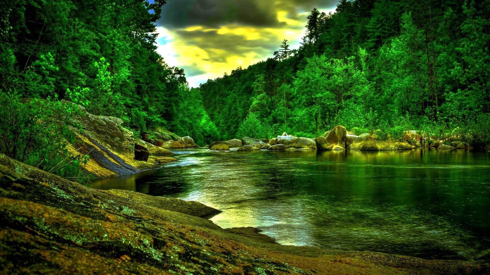 Rain Forest Wallpaper HD APK for Android Download Rain Forest Wallpaper HD APK for Android Download