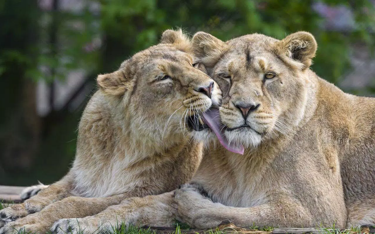 Lion Love Wallpaper