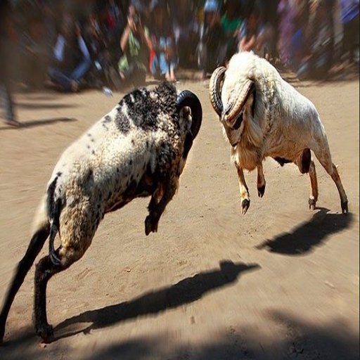 Download do APK de goat Fighter para Android